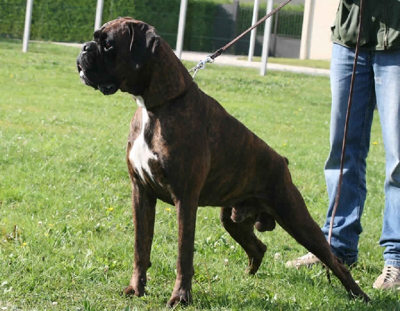 Boxer Mâle pour reproduction chien > Des Mystères de la Forêt